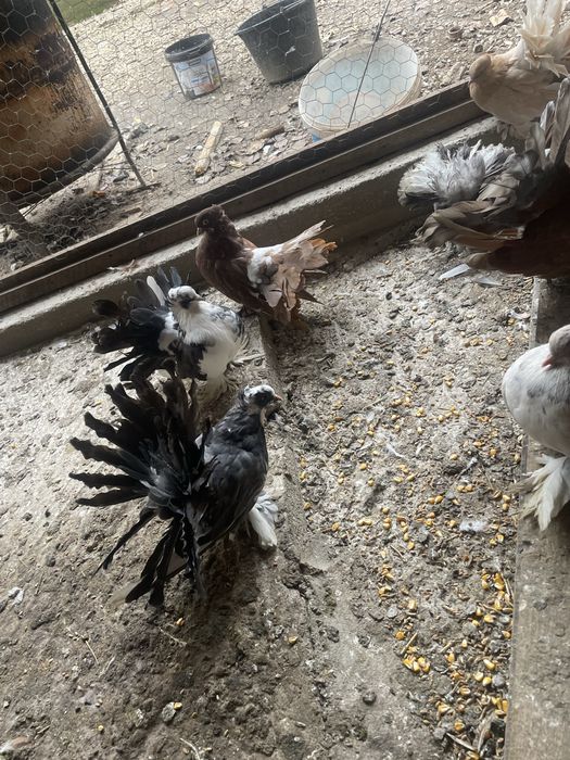 Porumbei voltati indieni Zau de Campie • OLX.ro