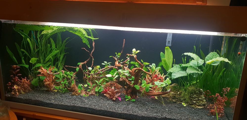 De vanzare acvariu 478 litri complet echipat fara pesti Brasov • OLX.ro