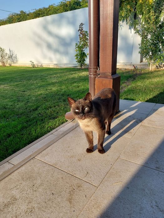 Adoptie motan birmanez Buftea • OLX.ro