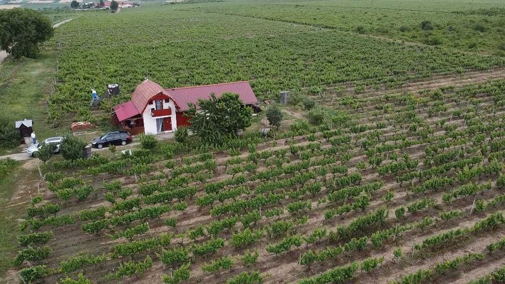 Vand casa si crama langa Panciu si Focsani inclusiv podgorie Fantani ...