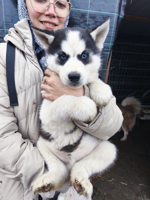 Pui Husky Siberian Bucuresti Sectorul 3 • OLX.ro