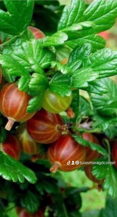 Afin butași Saskaton Smokey 6ron an3perod, afin siberian wortec 6ron ...