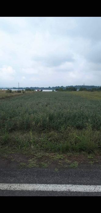 Teren Dunare Moldova Noua #intre Macesti si Pojejena# Moldova Noua • OLX.ro