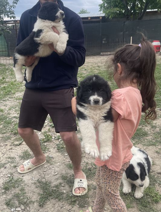 Ciobănesc de bucovina Tescani • OLX.ro