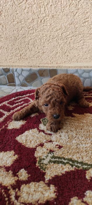 Pudel caniche toy Iasi • OLX.ro