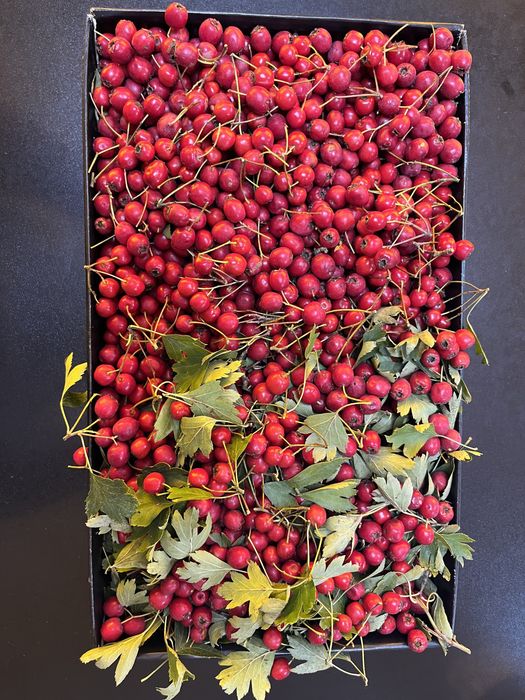 Porumbe fructe de padure Moara Vlasiei • OLX.ro