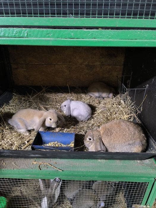 Vand iepuri berbec german pitic Micsunestii Mari • OLX.ro