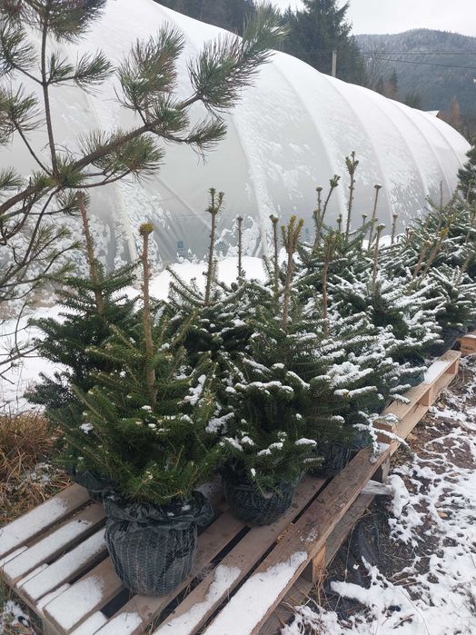 Pachet 50 buc. Mixt- 5 specii brad american la ghiveci 5L- H 60-90cm ...