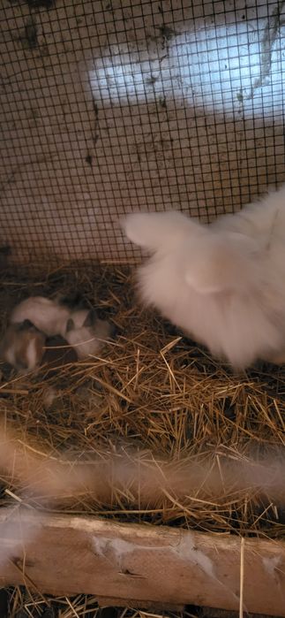 Pui de iepuri pitic cap de leu berbec pitic Tileagd • OLX.ro