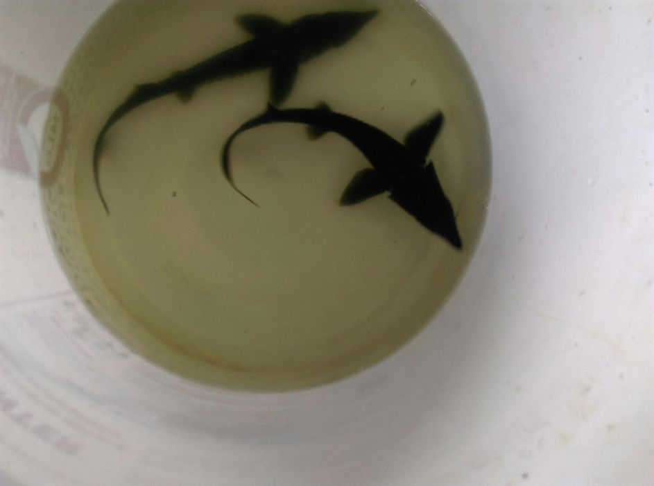 peste sturion de vanzare ' Anunturi ' OLX.ro