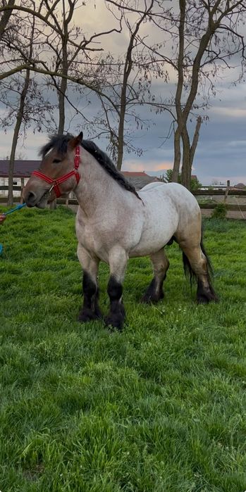 Mânz ardenez special,1 an și 11 luni! Satu Mare • OLX.ro