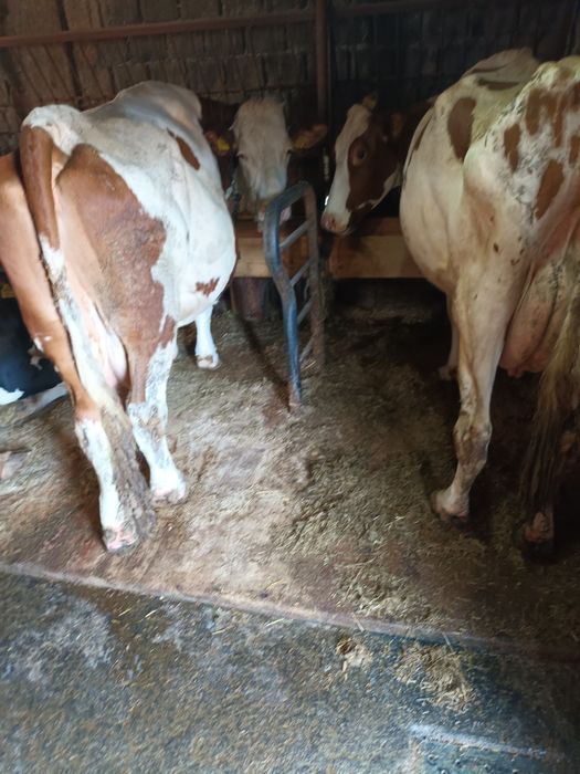 Vând vaci cu lapte gestante viței vițele tăuraș toate Drumul Carului • OLX.ro