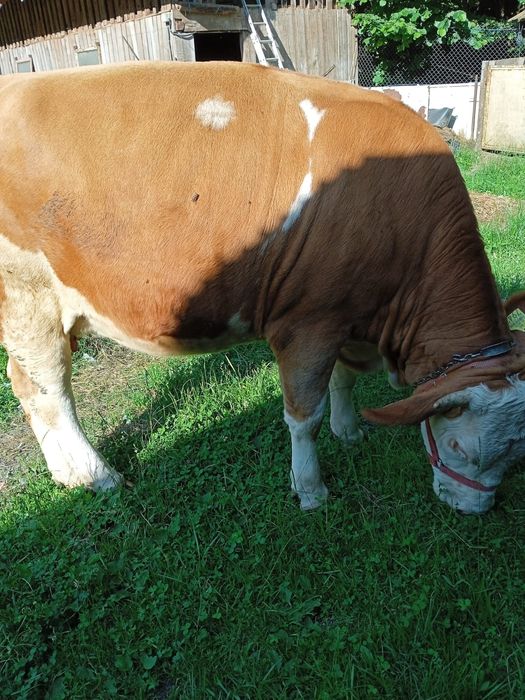 Vaca Bălțată Românească cu vițică Angus Pocruia • OLX.ro