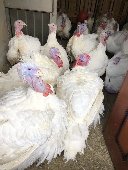 Curci si curcani de vanzare crescuti la tara Cluj-Napoca • OLX.ro