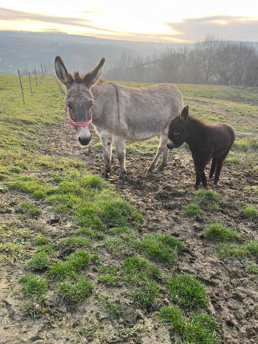 Vand magarita cu pui,cu lapte Hidiselu de Sus • OLX.ro