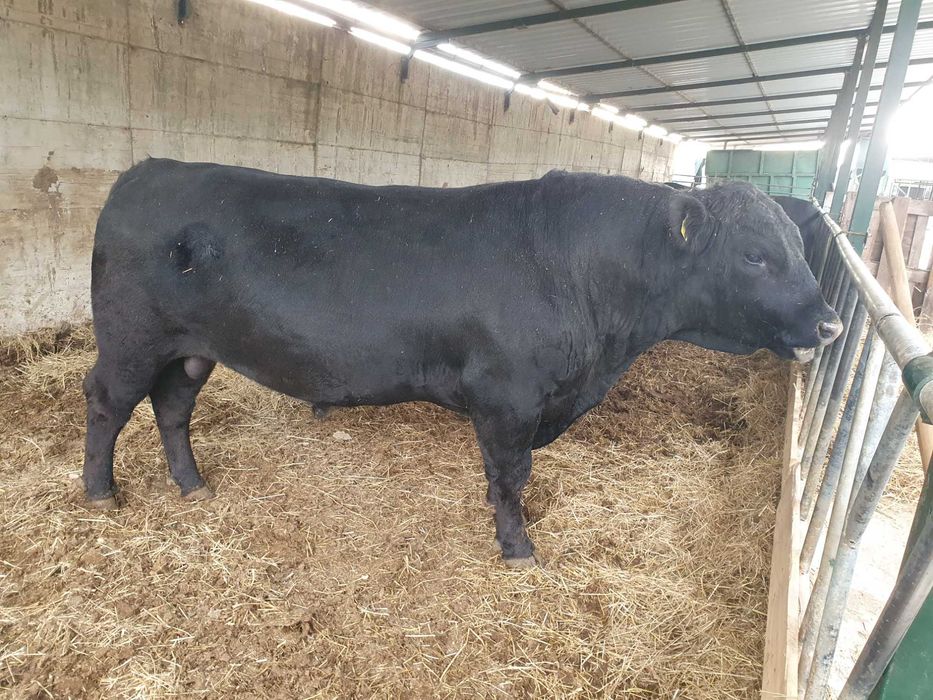 Vand taur Angus negru, 4 ani Targu-Mures • OLX.ro