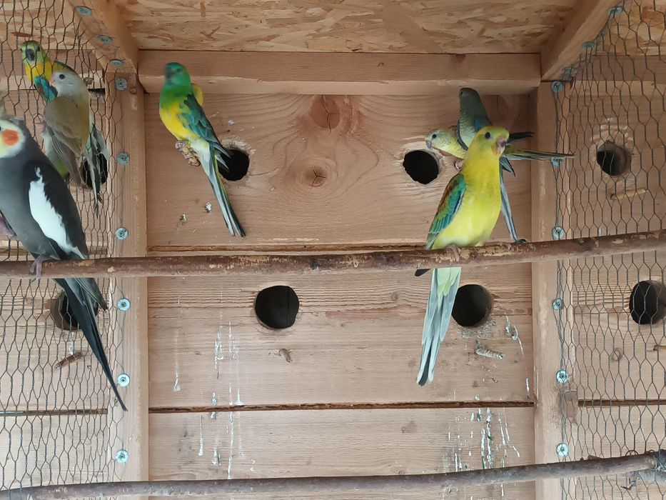 Papagali .nimfe .cantatori si micul ALEXANDRU Avram Iancu • OLX.ro