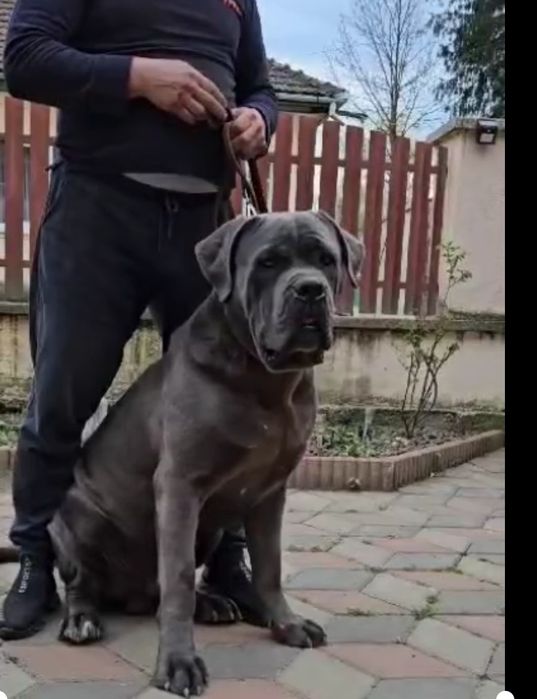 Mascul Cane Corso Romania CH. Gura Humorului • OLX.ro