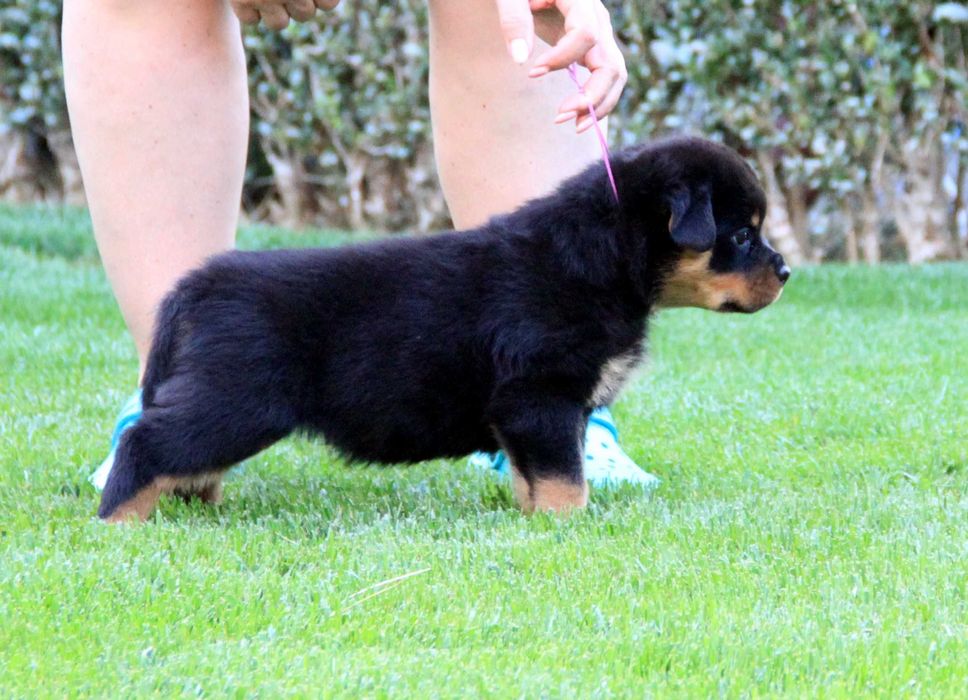 Femela rottweiler 2 luni - calitate si genetica deosebite Timisoara ...