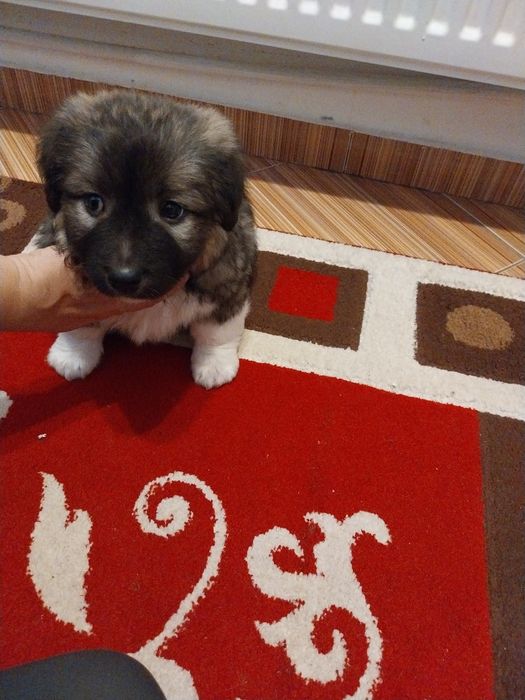 Pui catel ciobanesc Bucuresti Sectorul 4 • OLX.ro