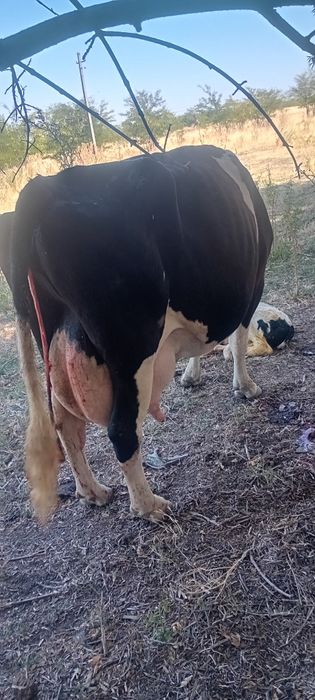 Vaci și juninci de lapte Osica de Sus • OLX.ro