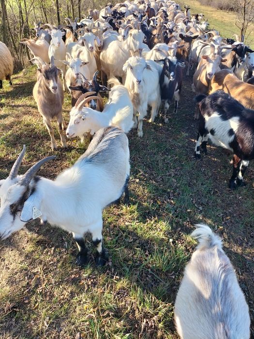 Disponibil 40 capre Timisoara • OLX.ro