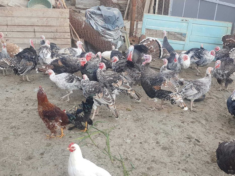 Curci si curcani seria Noua! Iancu Jianu • OLX.ro