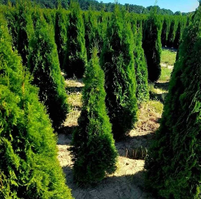 Tuia columnaris Smarald Pon pon spiral Buxus Marghita • OLX.ro