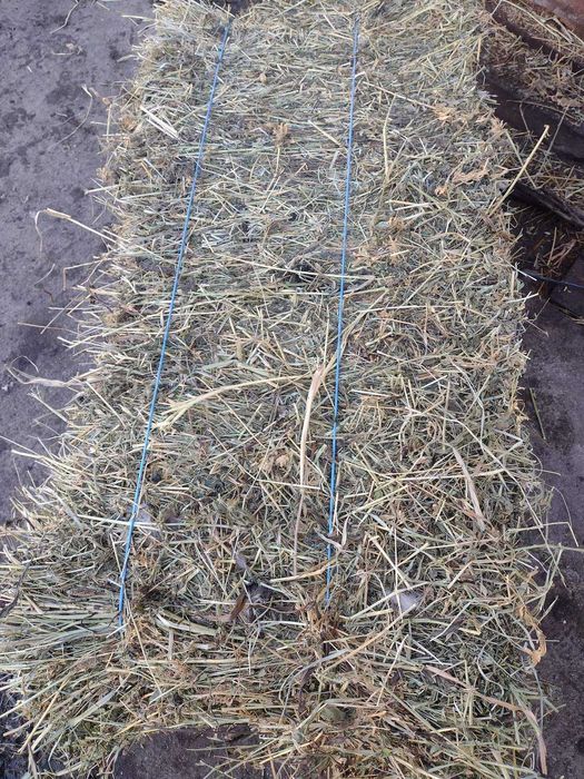 .Baloti lucerna . Rotunda • OLX.ro