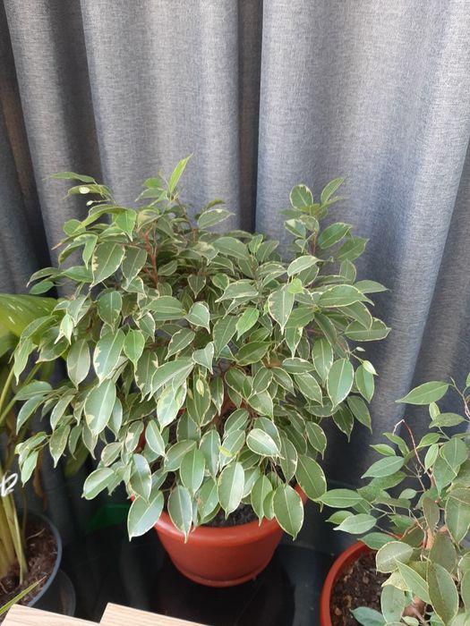 Vand 3 palmieri (curmali), lămâi, ficus Titu • OLX.ro