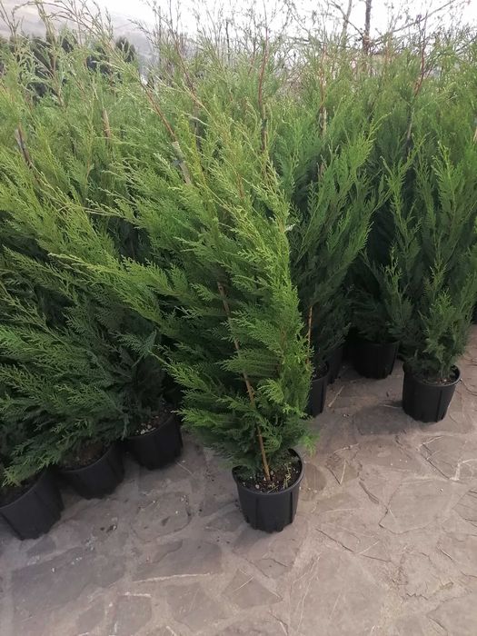 Tuia leylandi, mesteacăn, tei, fag, stejar, brazi Iasi • OLX.ro