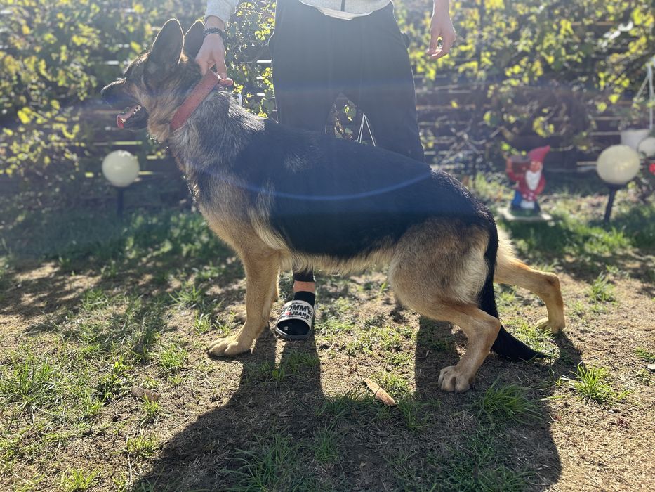 Catea ciobanesc german URGENT Pitesti • OLX.ro