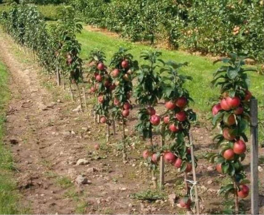 Pomi columnari, anul 2, anul 3 si pe rod Bacau • OLX.ro