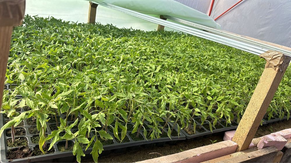 Rasaduri legume F1 Cungrea • OLX.ro