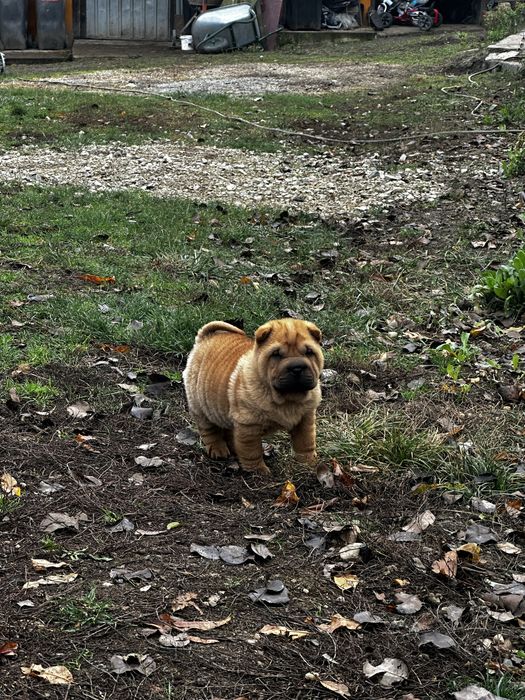 Catelusa 10 saptamani Brad • OLX.ro
