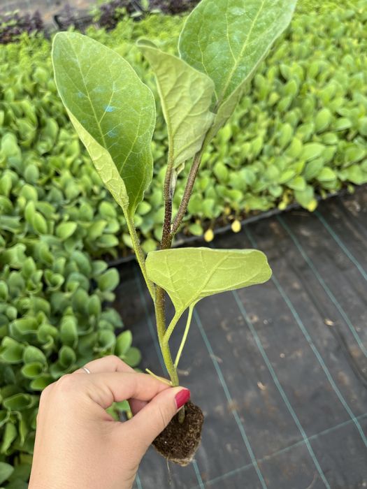 Rasaduri de legume | rasad vinete, rosii, ardei, castraveti, flori etc ...