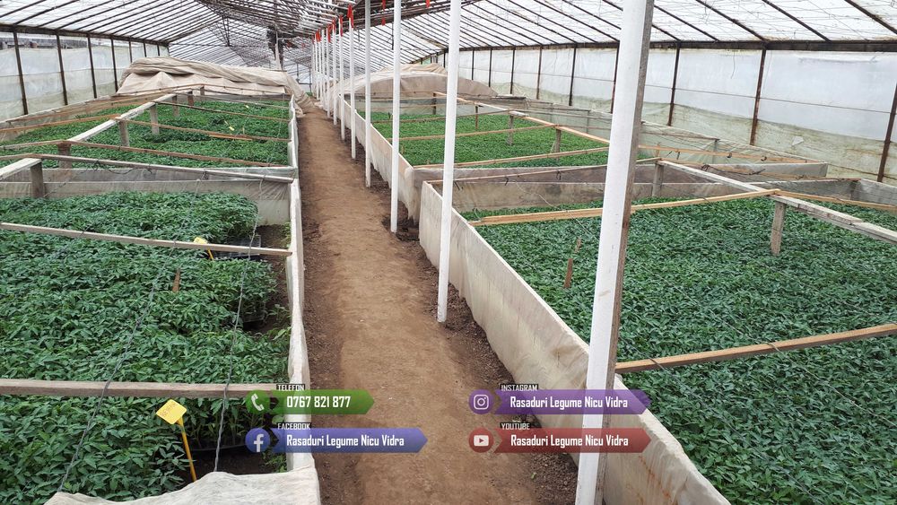 Rasad | Rasaduri Rosii Prekos Kalina Reyana Rila Bendida Kiveli ...