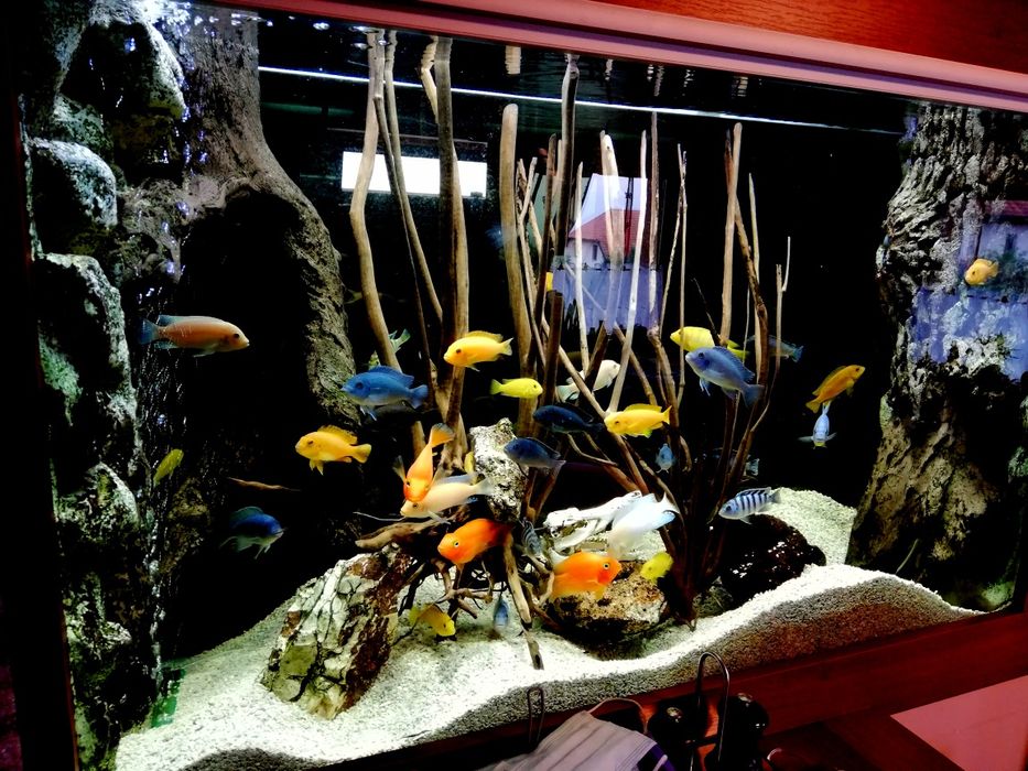 Amenajare și întreținere acvarii Brasov • OLX.ro