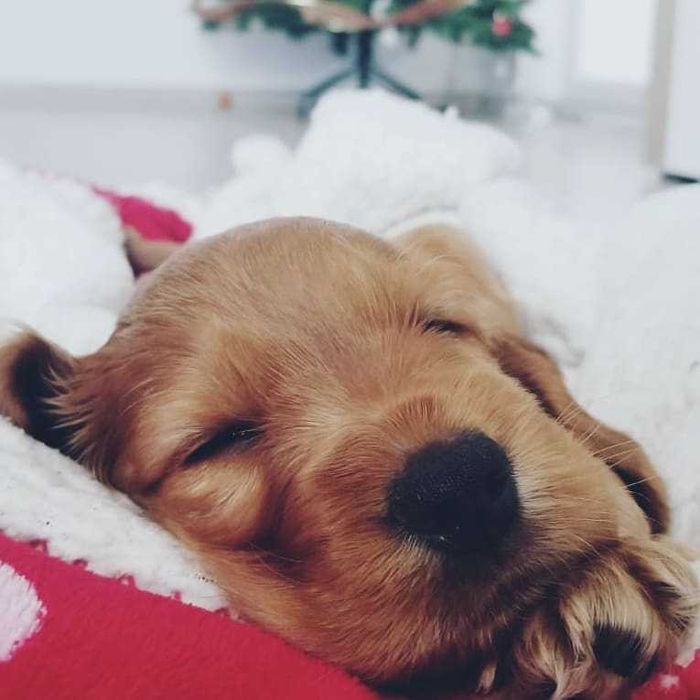 Pui rasa Cocker Spaniel Bucuresti Sectorul 1 • OLX.ro