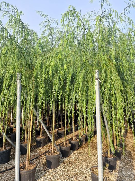 Salcie pletoasa ( salix babilonica ) 4 - 5m, plangatoare - curgatoare ...