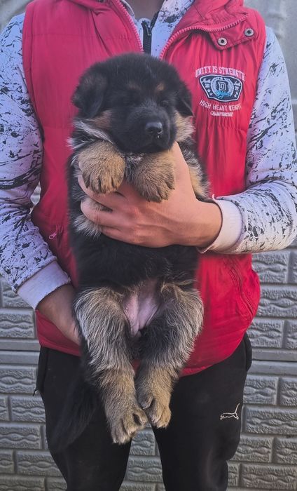 Pui Ciobanesc German Breasta • OLX.ro