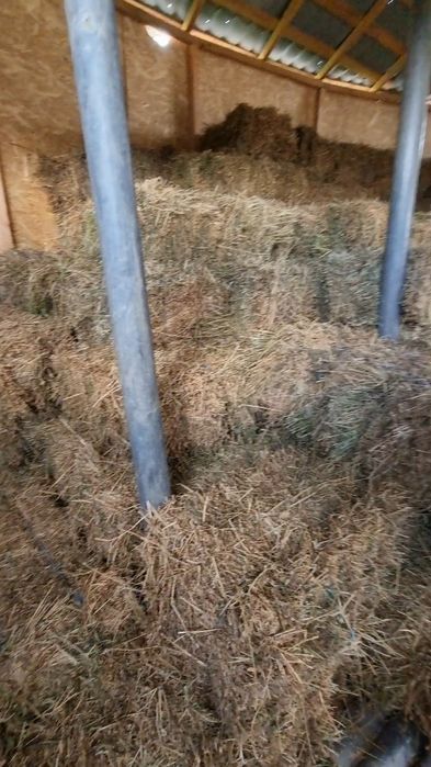 Vand baloti lucerna Zebil • OLX.ro