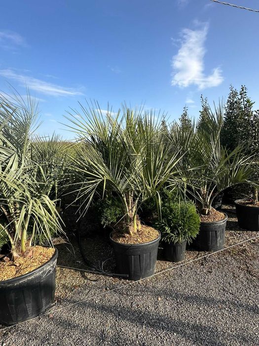 Trachycarpus – Palmierul exotic perfect pentru grădina ta! Bucuresti ...