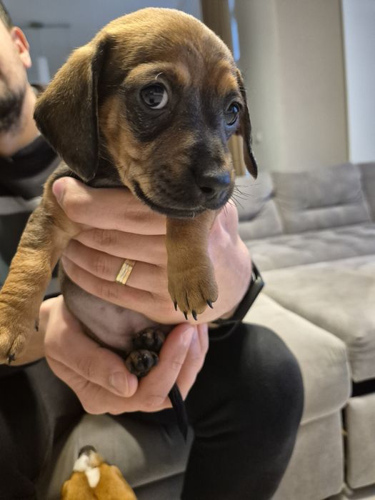 Catelusi draguti Dumbravita • OLX.ro