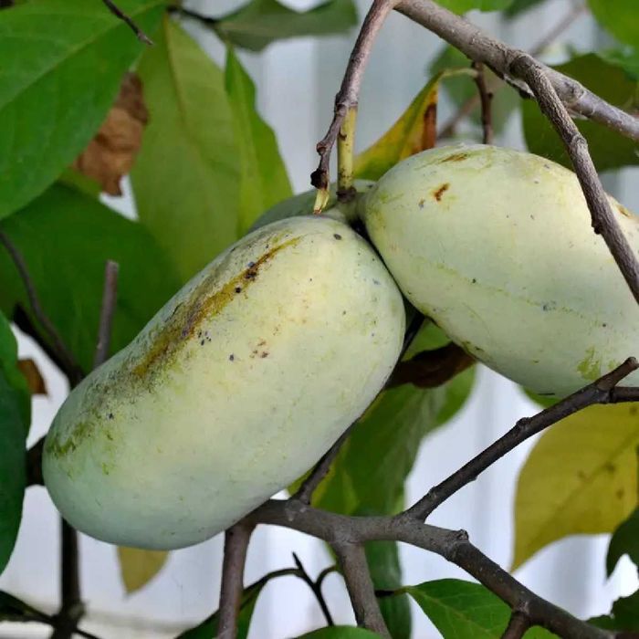 Pom PawPaw Altoit Sunflower / Prima (Paw Paw) Banana Nordului 3 ani ...