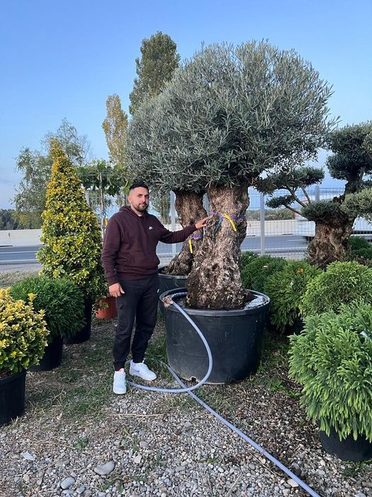 Bonsai Maslin ( olea europaea ) vand maslini , plante exotice Bucuresti ...