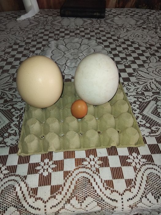 Oua strut african Caianu Mare • OLX.ro