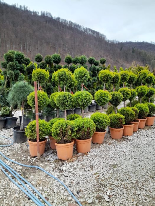 Tuia smarald leylandy pom pon spirale catalpa mesteacăn gazon rulou ...