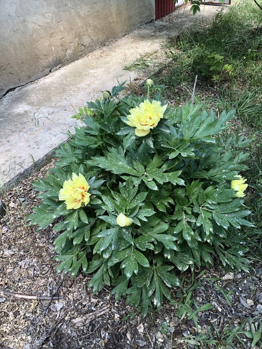 Tufa de bujor galben Galati • OLX.ro