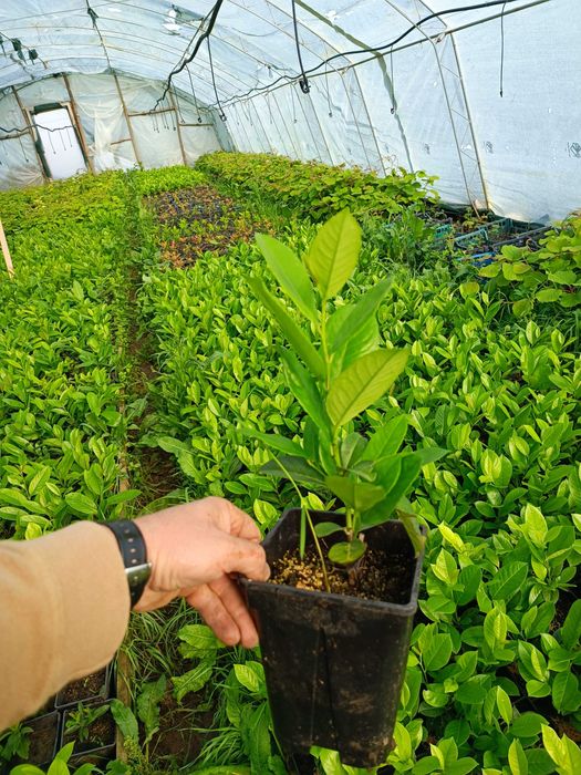 Лавровишна за жив плет с Кърнаре • Olx Bg